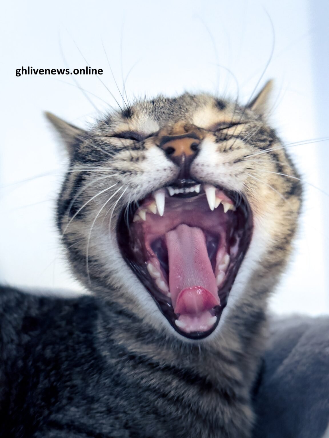 Understanding Aggressive Cat Behavior - Gh Live